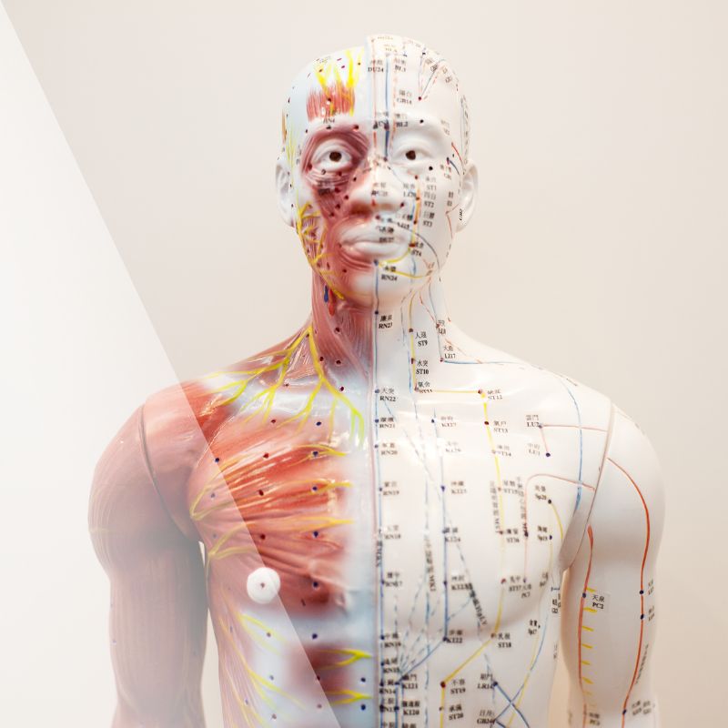 The 12 Meridians of the Body Explained » Franklin Acupuncture & Herbal ...